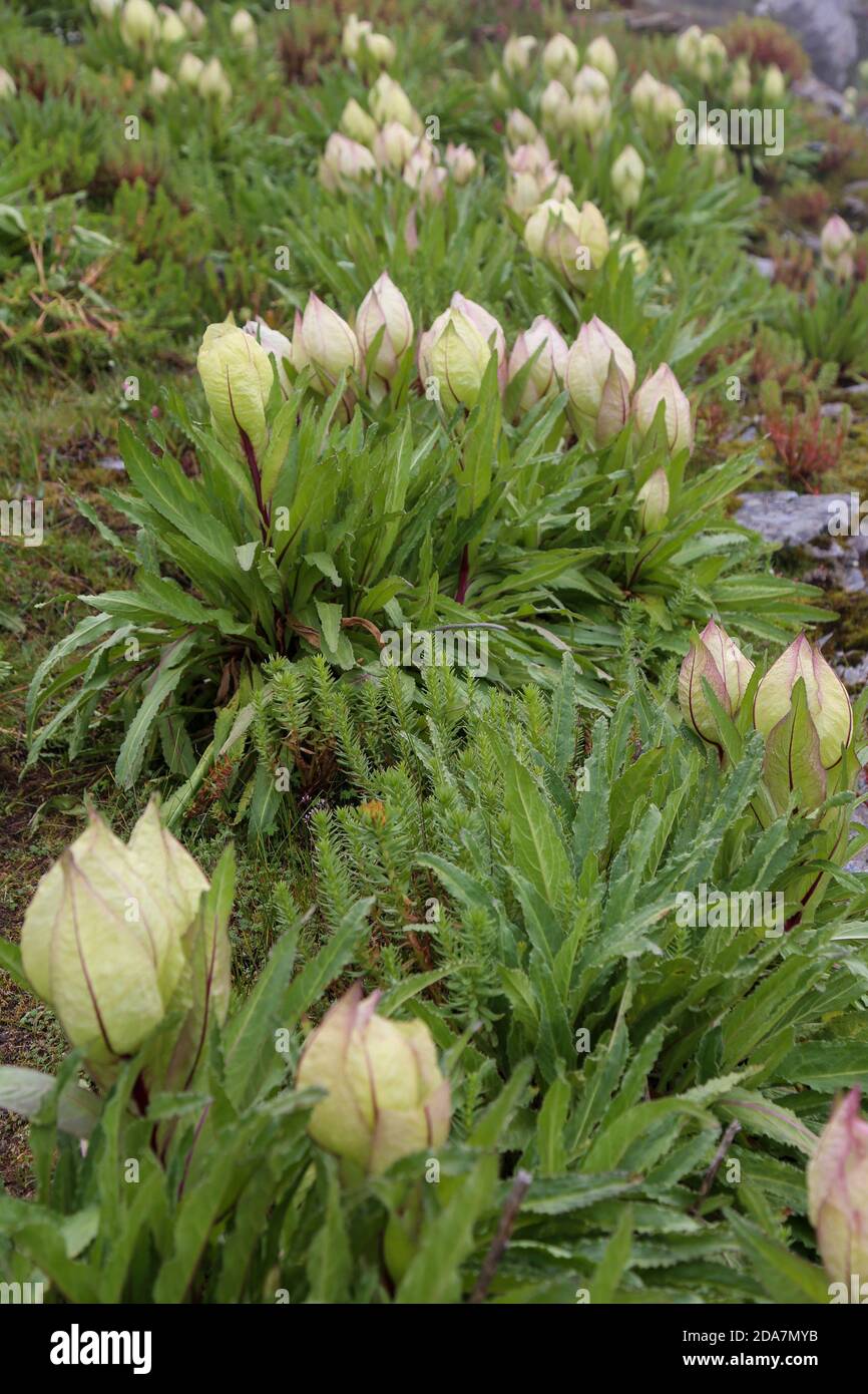 Brahma kamal in himalayas hi-res stock photography and images - Alamy