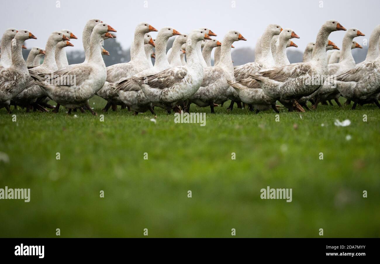 No turkeys allowed hi-res stock photography and images - Alamy