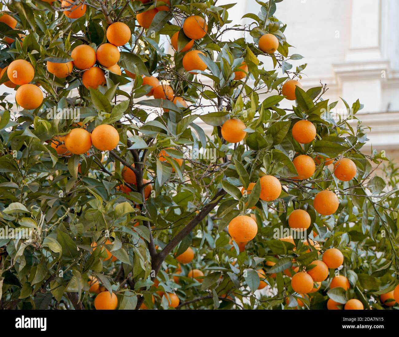 Black street gang hi-res stock photography and images - Alamy