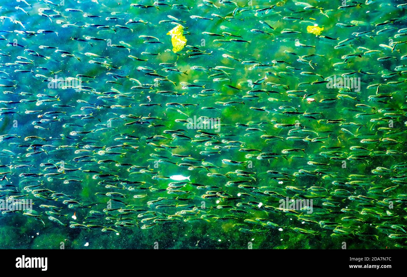 Menhaden High Resolution Stock Photography and Images - Alamy