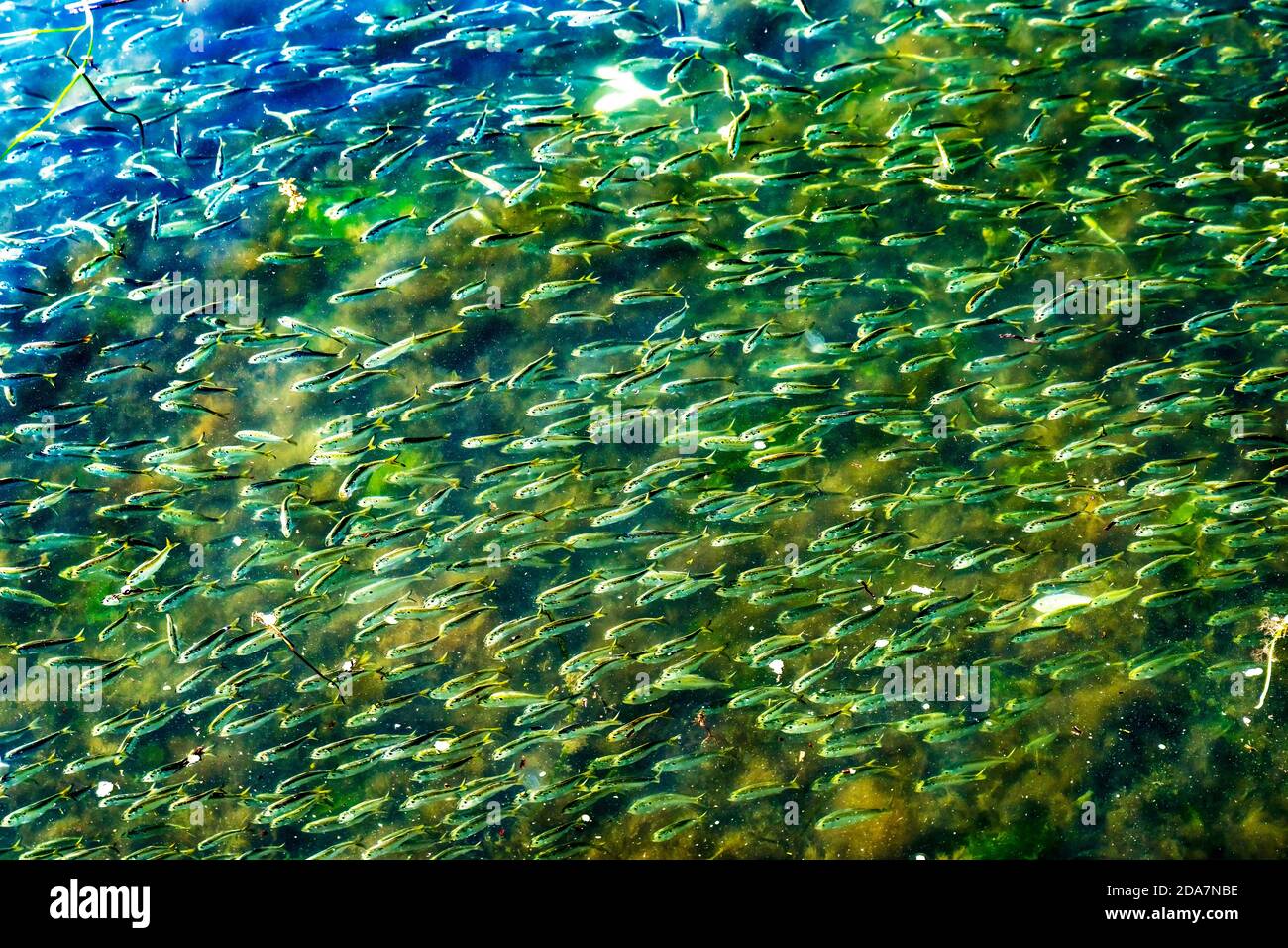 Menhaden Pogy Fish Swarm School Padanaram Harbor Buzzards Bay Dartmouth ...
