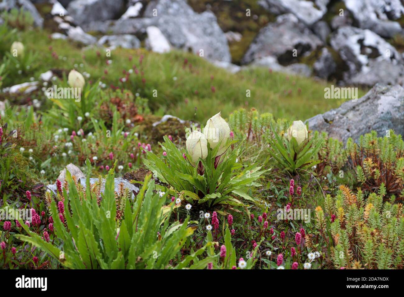 Flower of Himalayas Brahma Kamal scientific name Saussurea obvallata ...