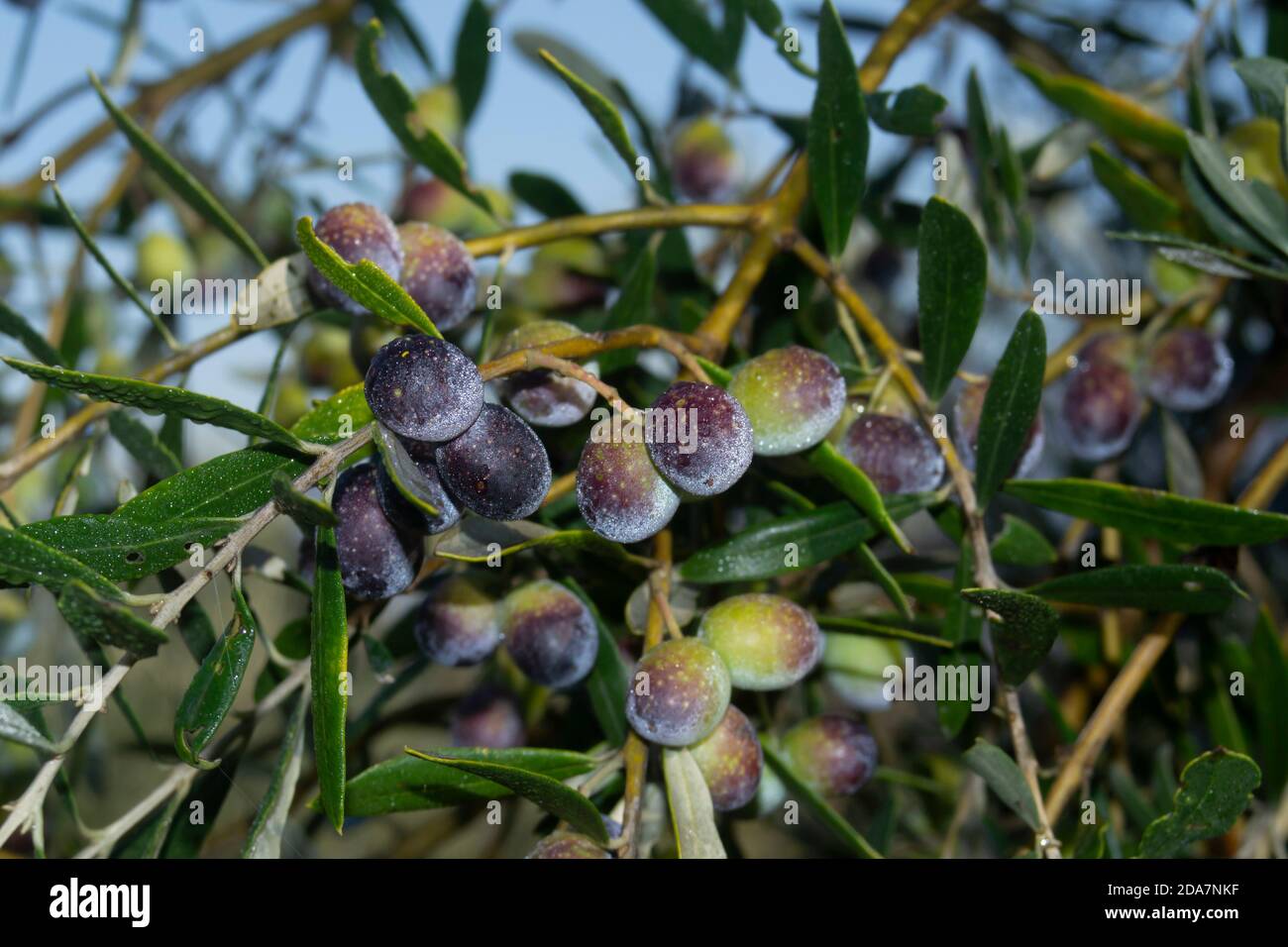 ripe olives ready for harvesting and pressing on the branches of a tree ...