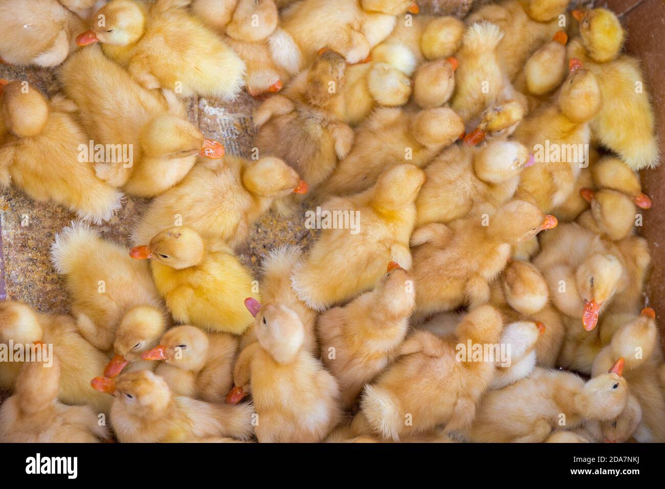 Many chickens ducks in farm hi-res stock photography and images - Alamy