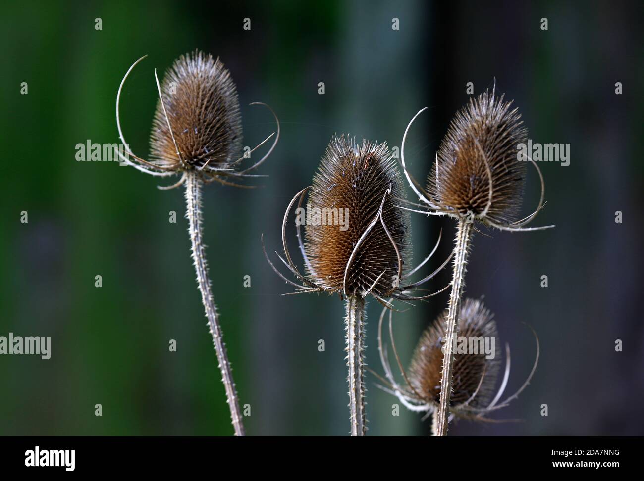 The seed heads of Wild Teasel, Dipsacus fullonum, growing in a wild ...