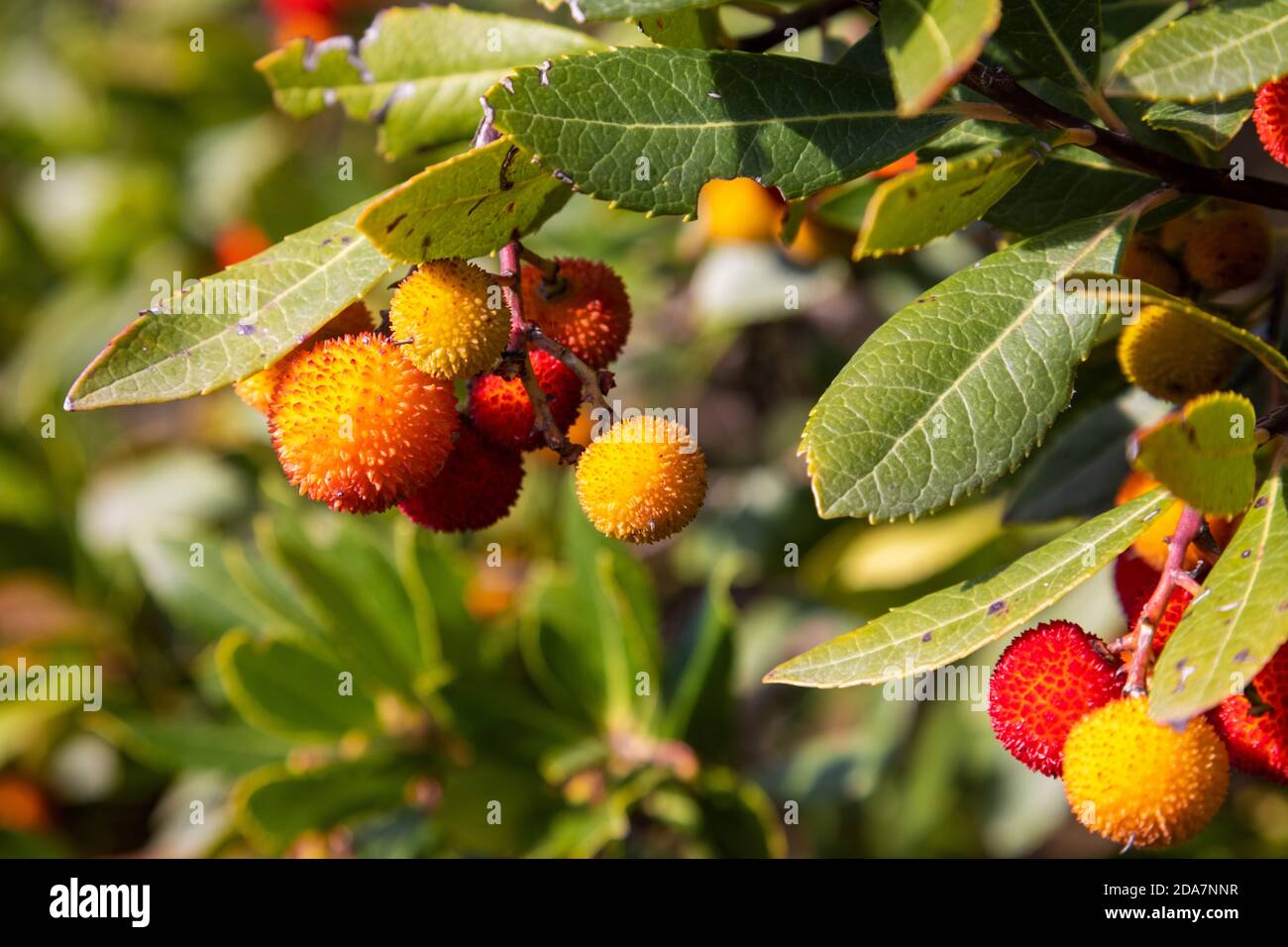 Fruits of the strawberry tree from Mljet island, Croatia Stock Photo ...