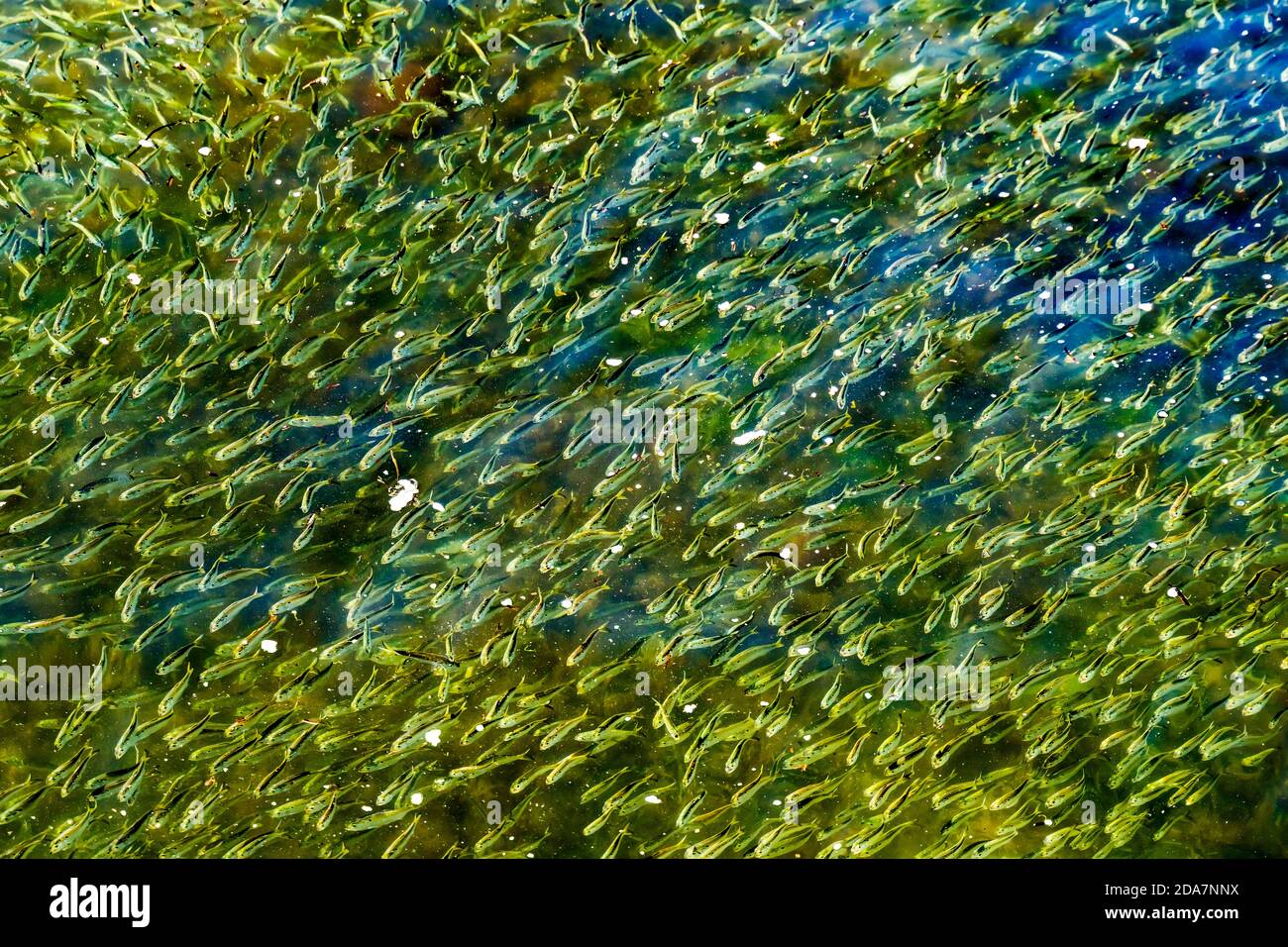 Underwater menhaden fish hi-res stock photography and images - Alamy