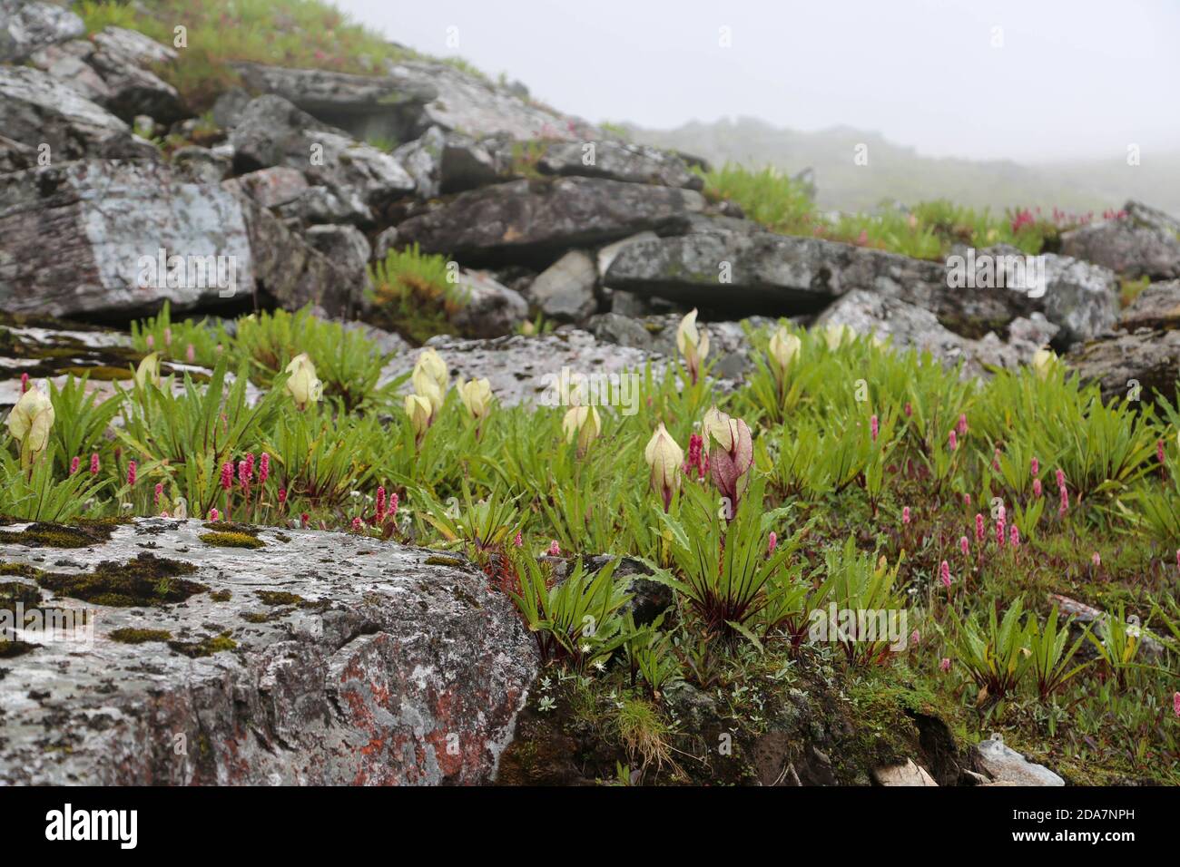Flowers of Himalaya Brahma Kamal in Himalaya India. Brahma Kamal, named ...