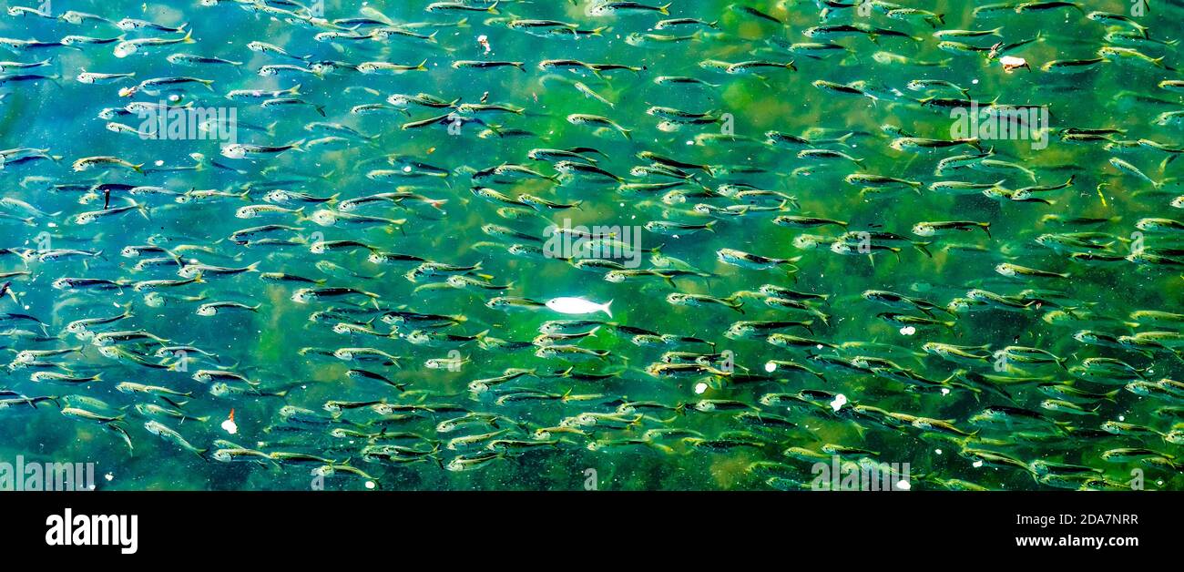 Menhaden school of fish hi-res stock photography and images - Alamy