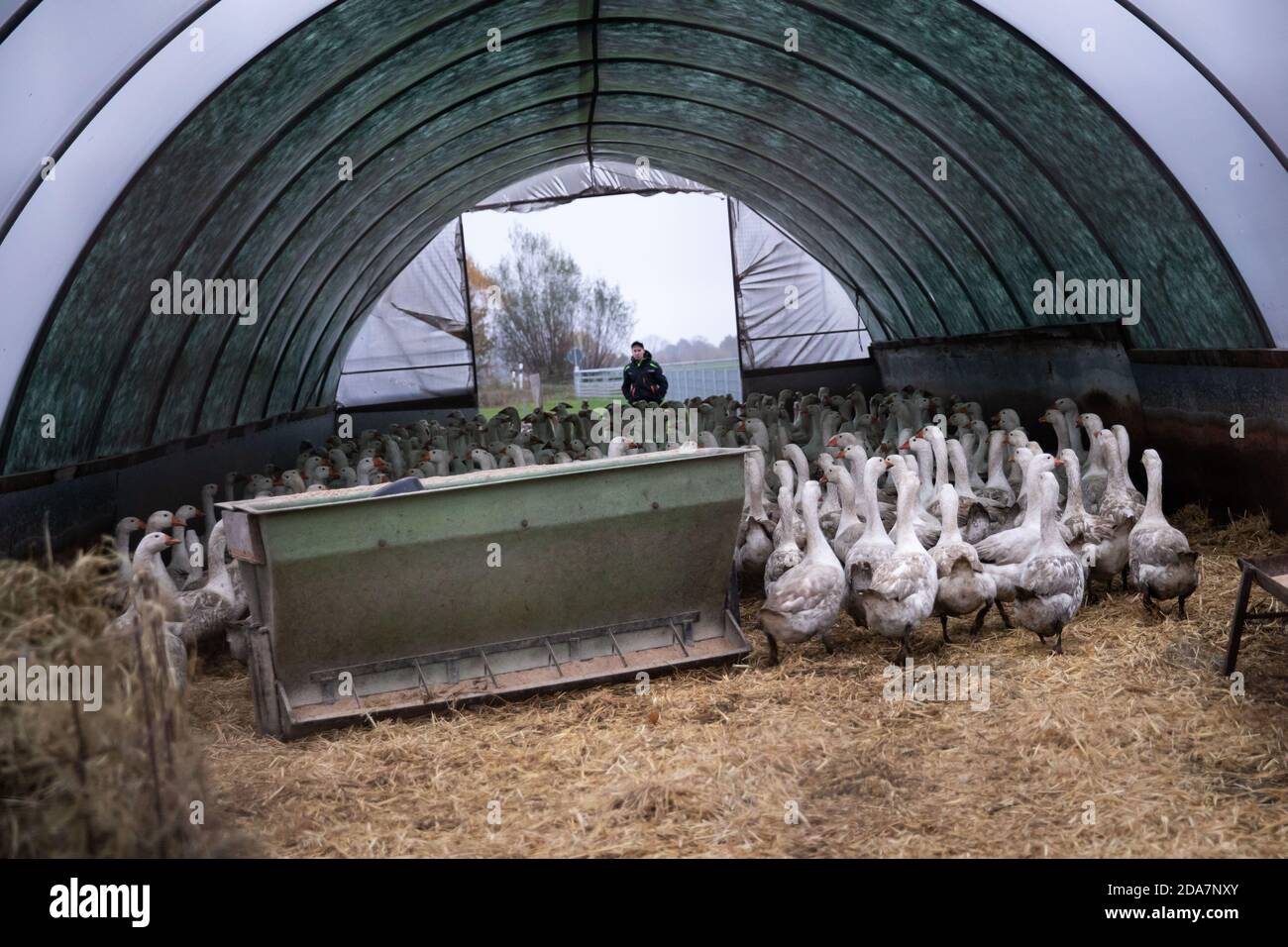 Bevern, Germany. 10th Nov, 2020. Ben Hachmann accompanies the free ...