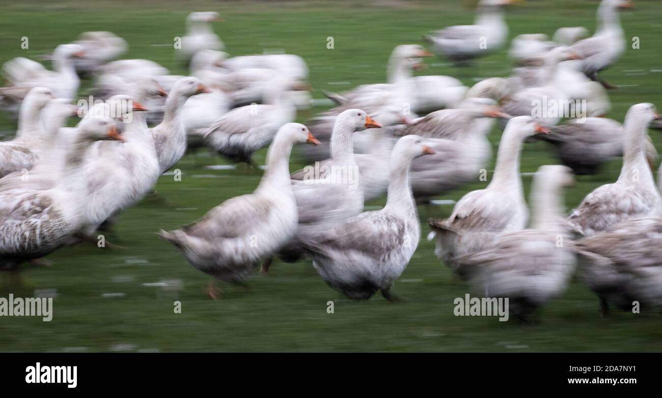 Bevern, Germany. 10th Nov, 2020. Free range geese run across a meadow ...