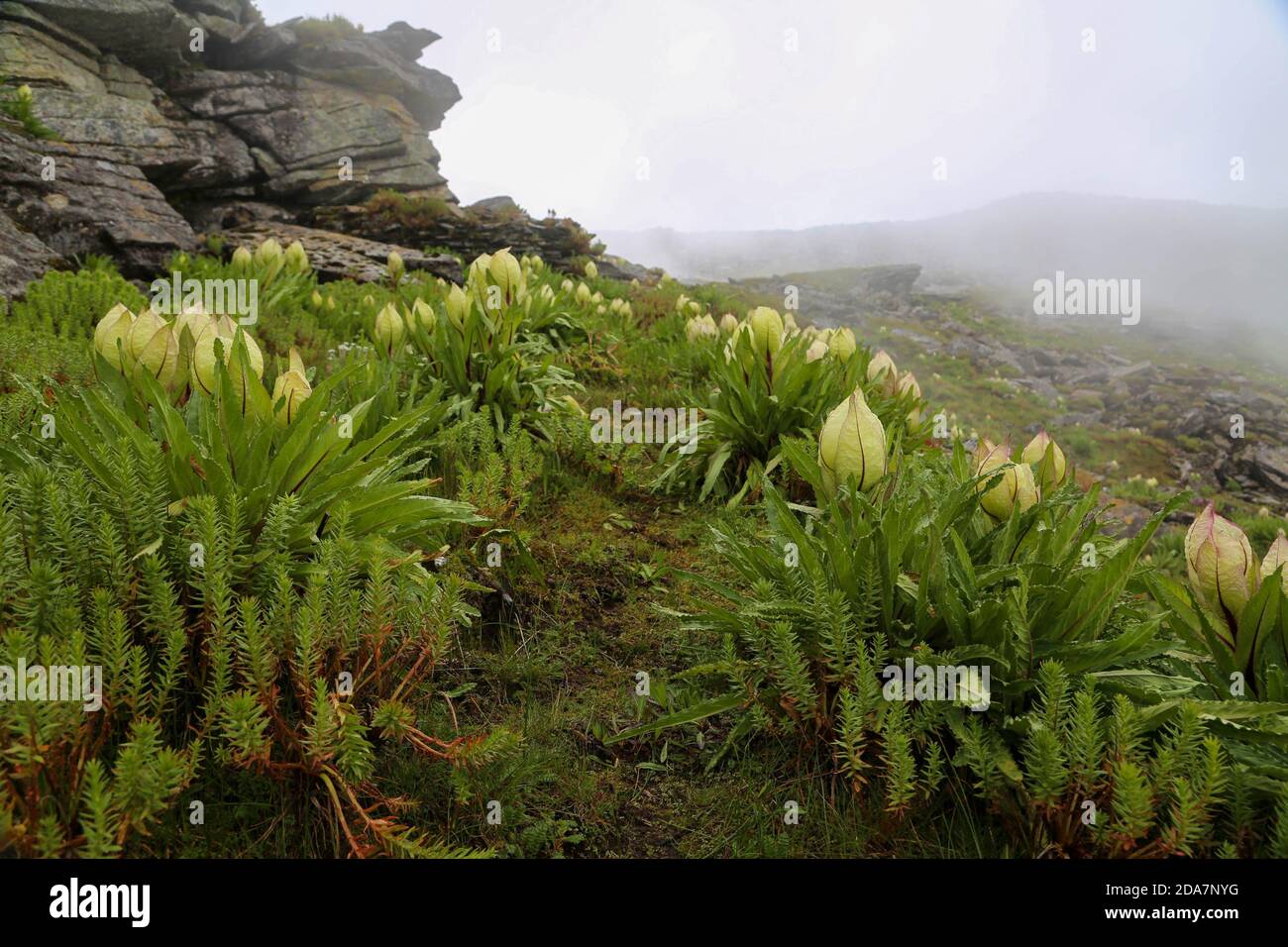 Brahma kamal plant flower hi-res stock photography and images - Alamy