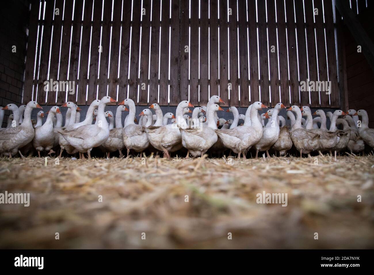 No turkeys allowed hi-res stock photography and images - Alamy