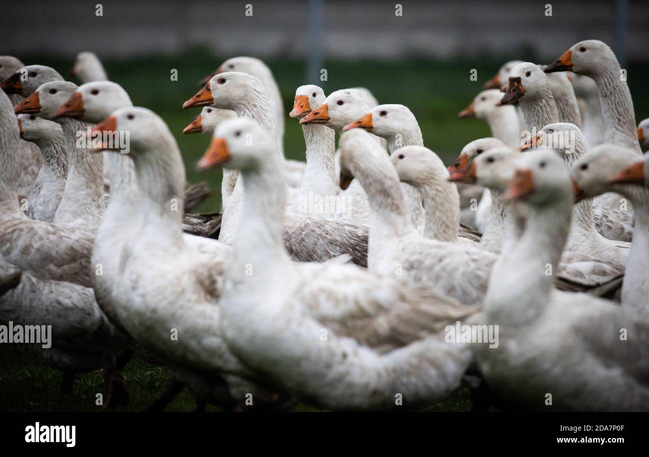 No turkeys allowed hi-res stock photography and images - Alamy