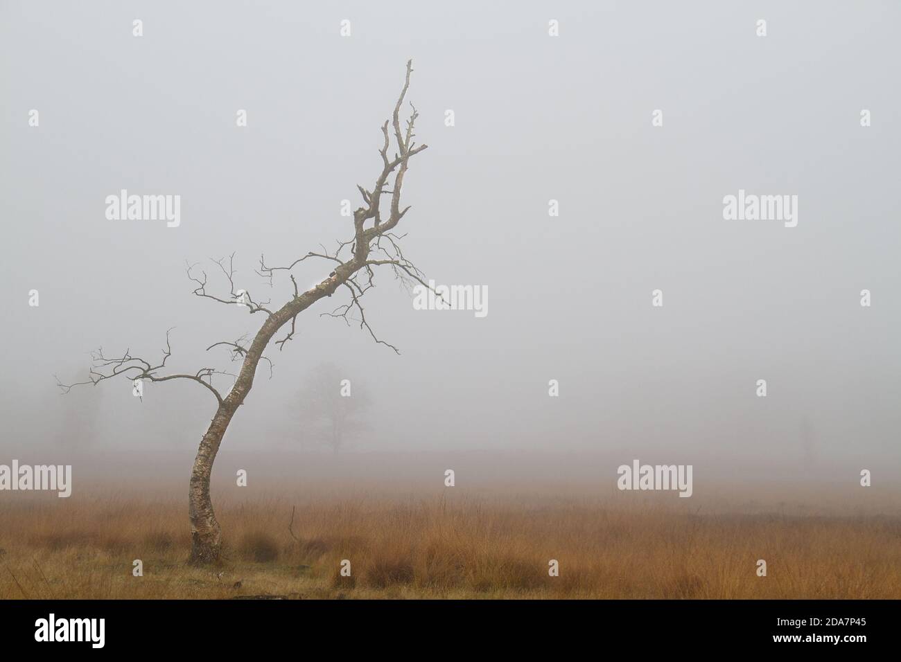 Dead birch tree hi-res stock photography and images - Alamy