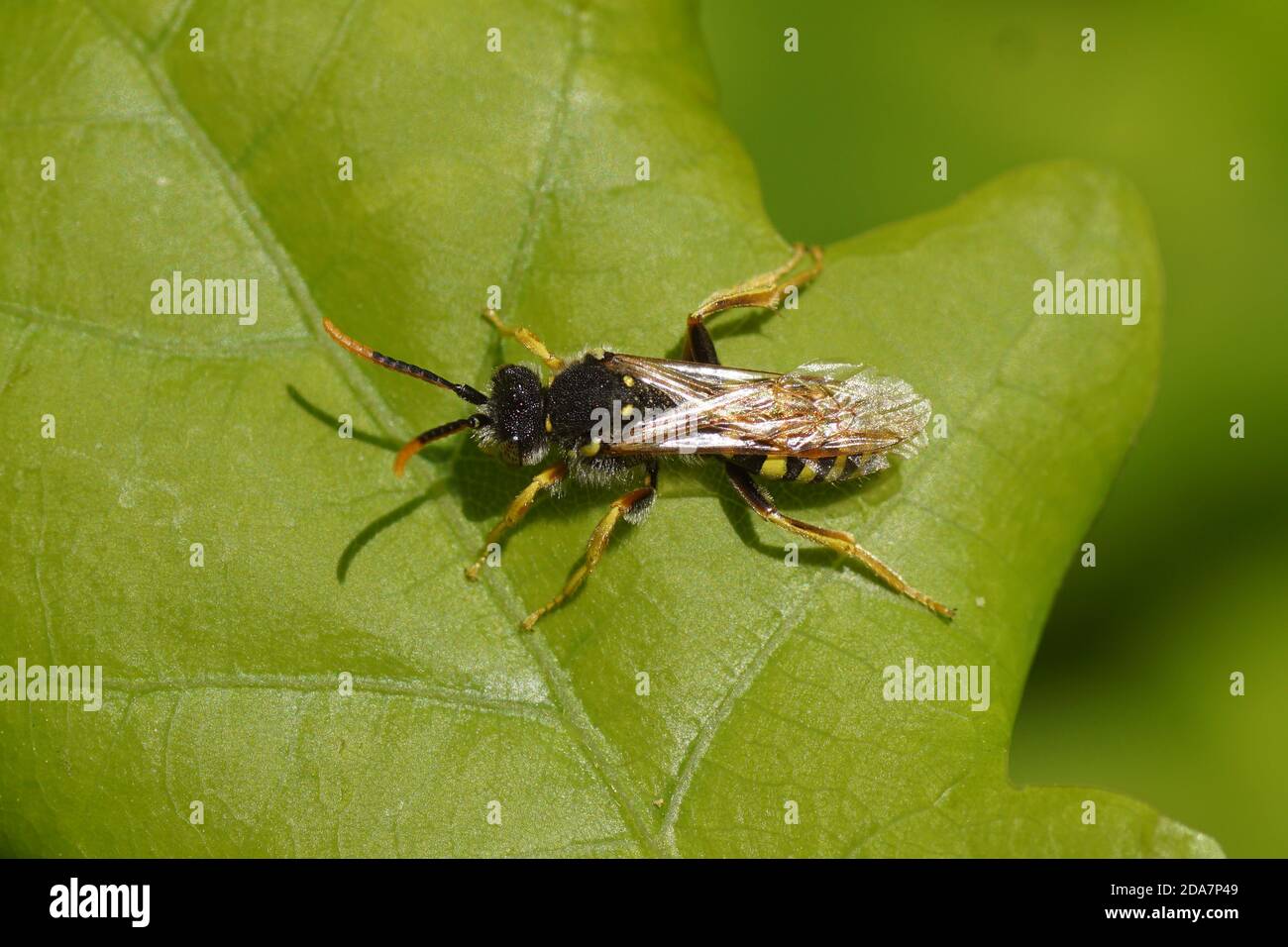 Nomada on a leaf. Subfamily cuckoo bees (Nomadinae), family Apidae. A ...