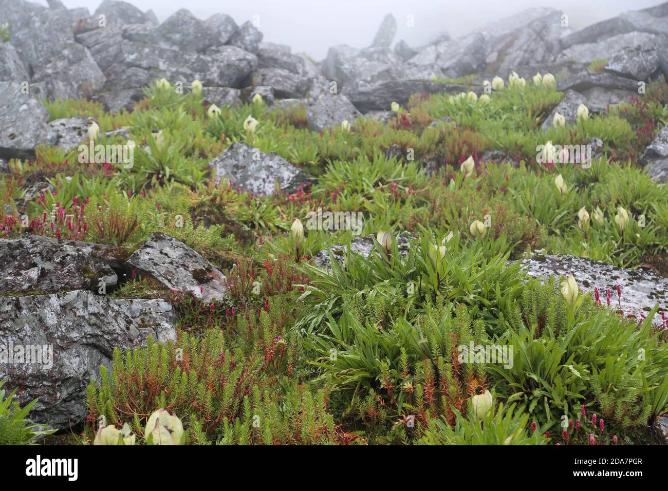 Flowers of Himalaya Brahma Kamal in Himalaya India. Brahma Kamal, named ...