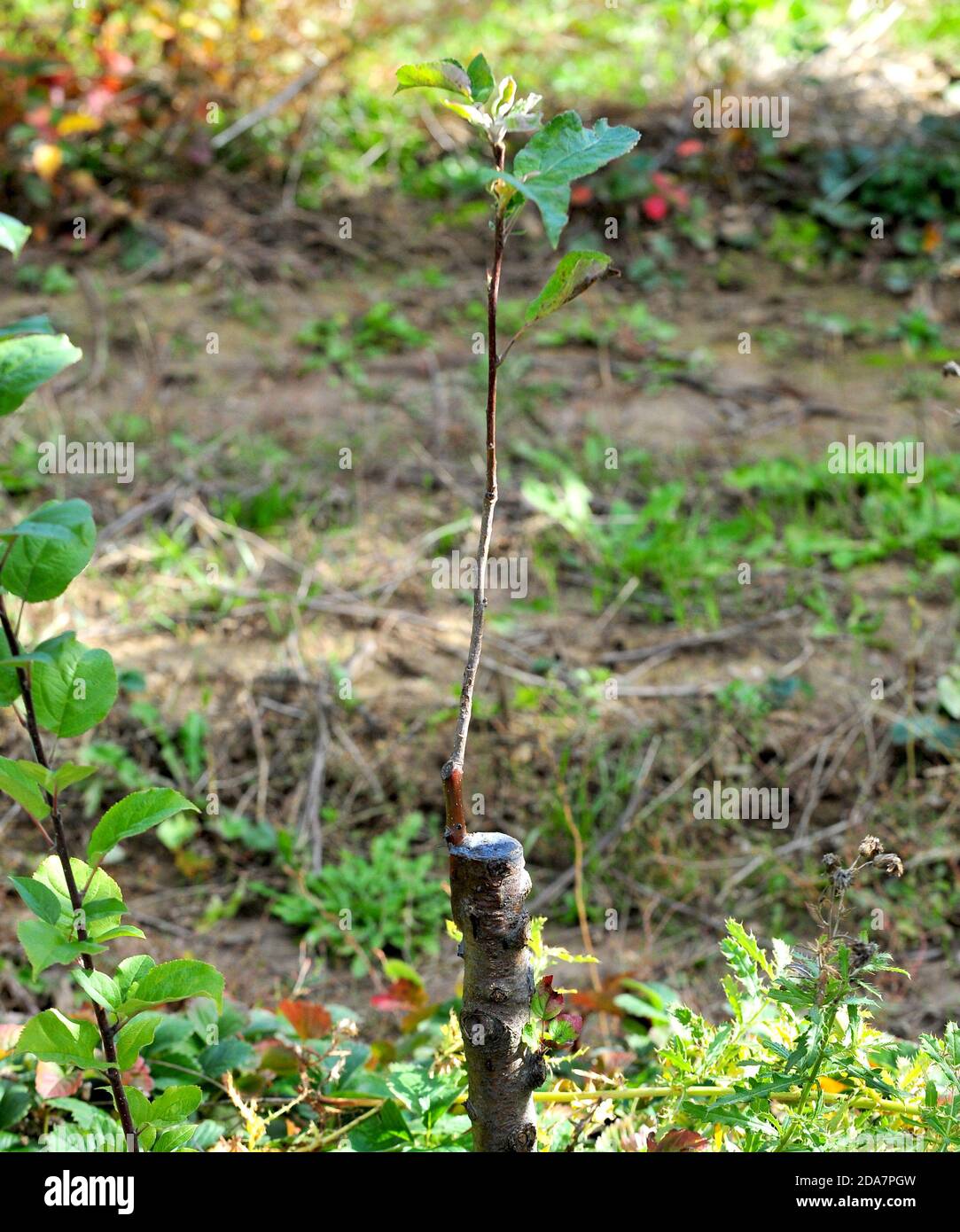 apple tree renovation by the grafting image Stock Photo - Alamy
