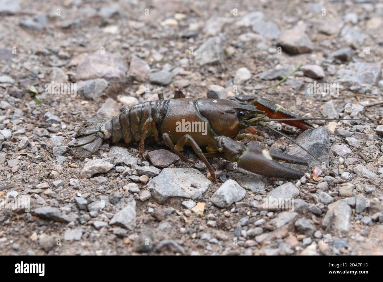 An invasive American signal crayfish spotted on the towpath along the ...
