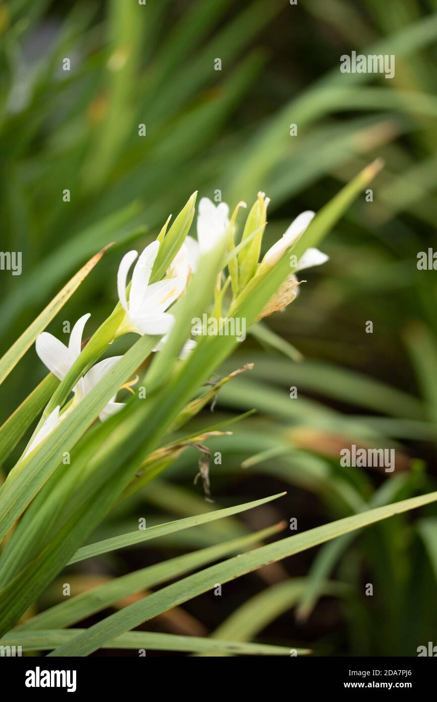 Hesperantha Coccinea – Good White, close-up natural flower portrait ...