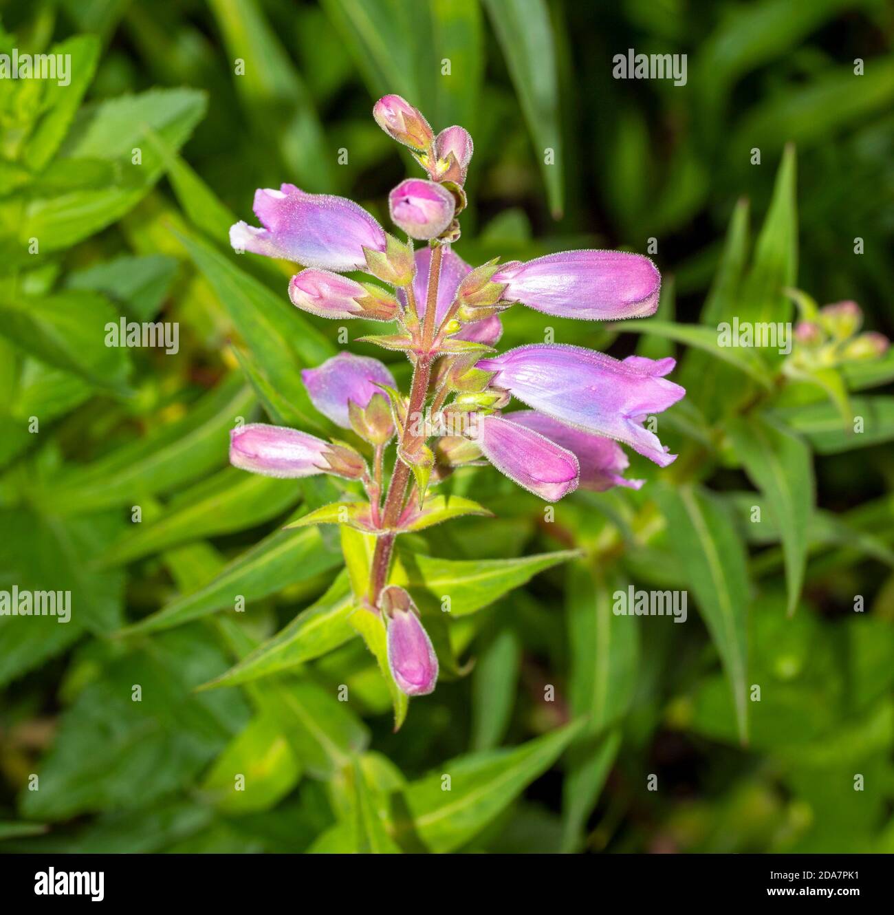 Attractive bell-shaped flowers as an object of beauty and romance Stock ...