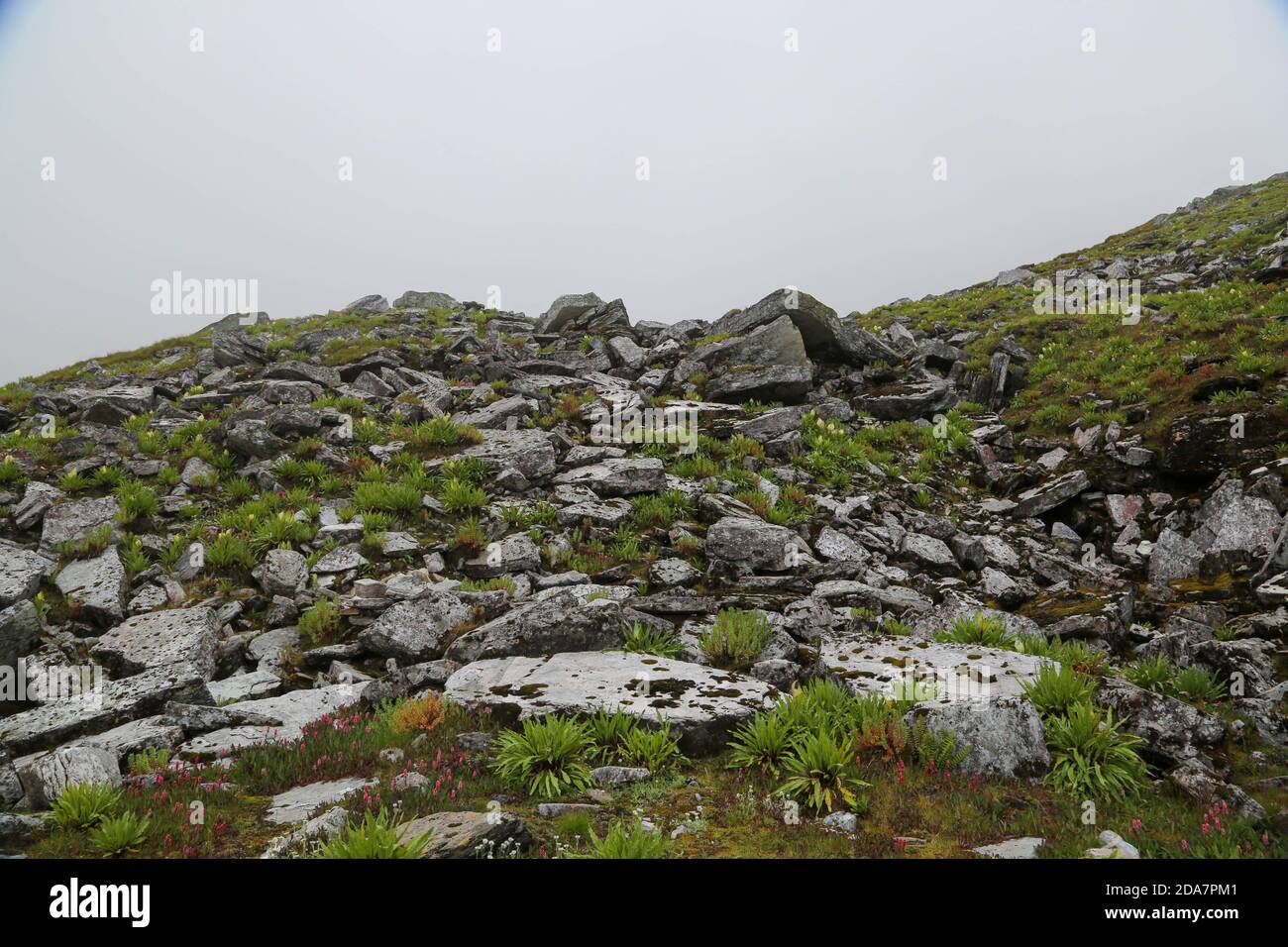 High altitude plants hi-res stock photography and images - Alamy