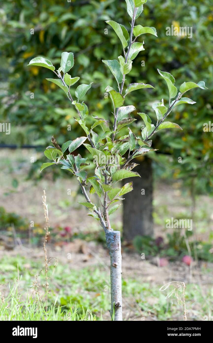 Apple root graft hi-res stock photography and images - Alamy