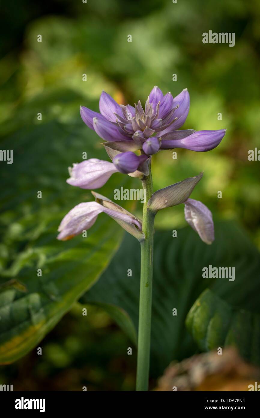 Hosta Blue Angel, natural flower portrait Stock Photo - Alamy
