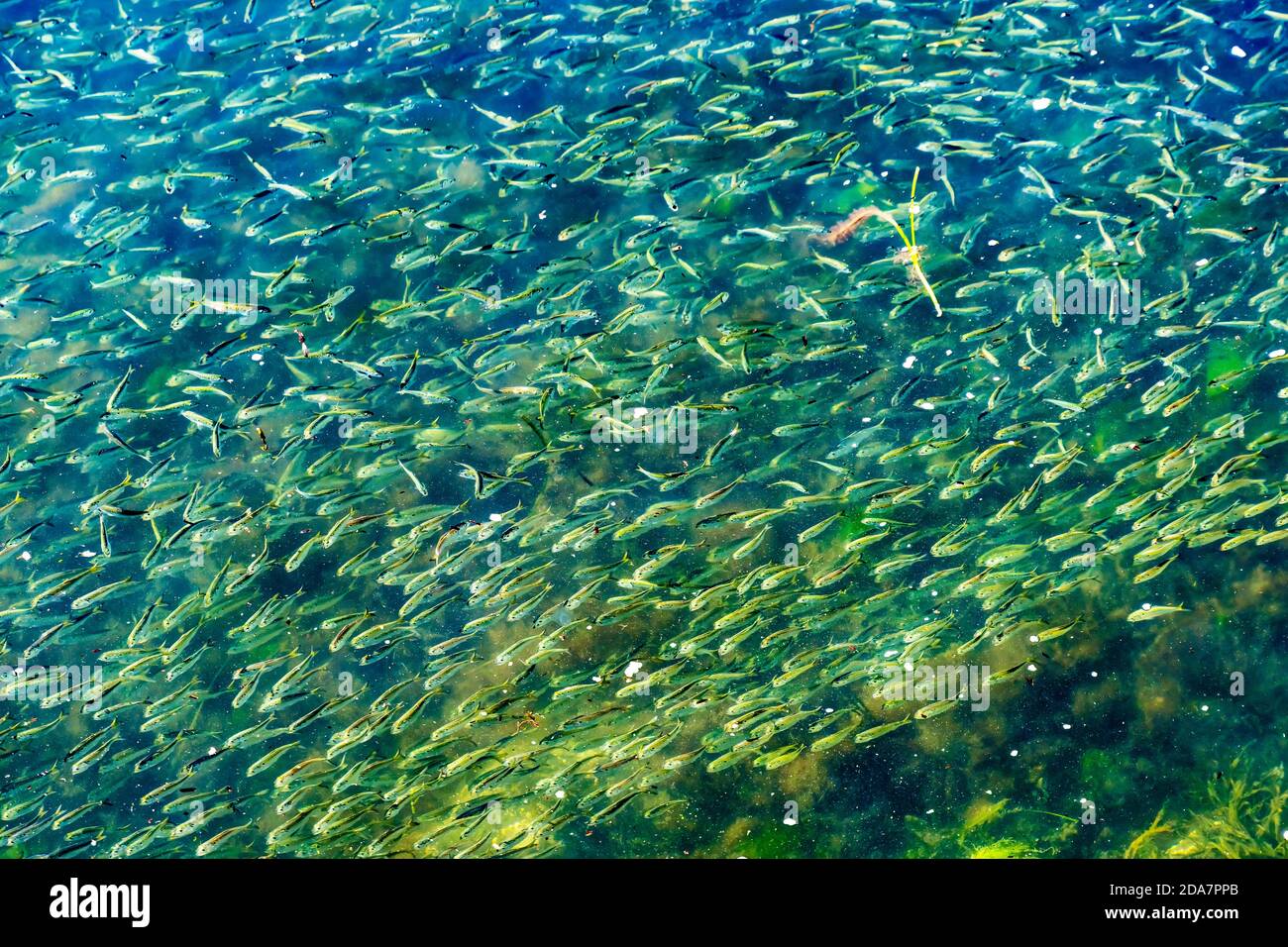 Menhaden Pogy Fish Swarm School Padanaram Harbor Buzzards Bay Dartmouth ...