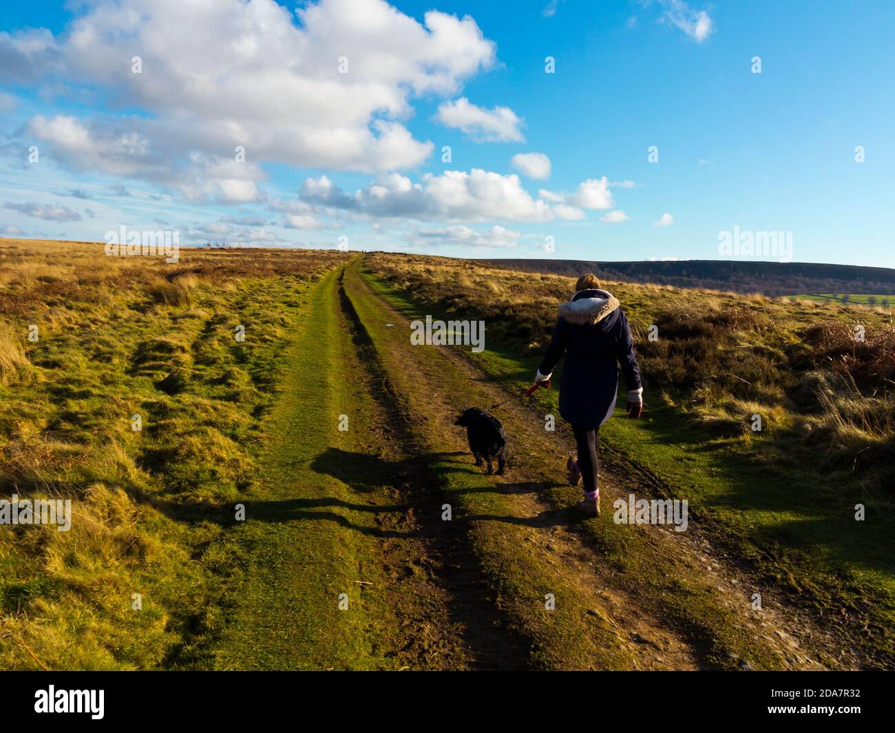 Teenage girl walking a cocker spaniel dog on Beeley Moor in the ...
