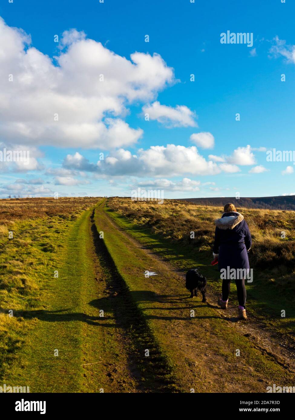 Teenage girl walking a cocker spaniel dog on Beeley Moor in the ...