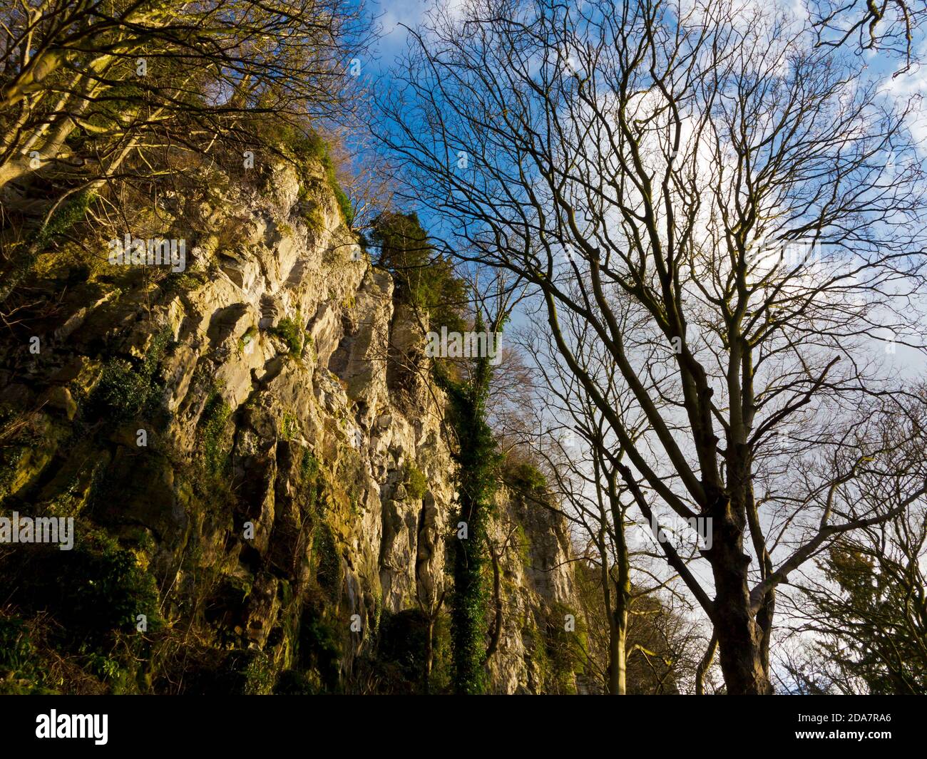Limestone cliffs and trees at Lovers Walk in Matlock Bath a popular ...