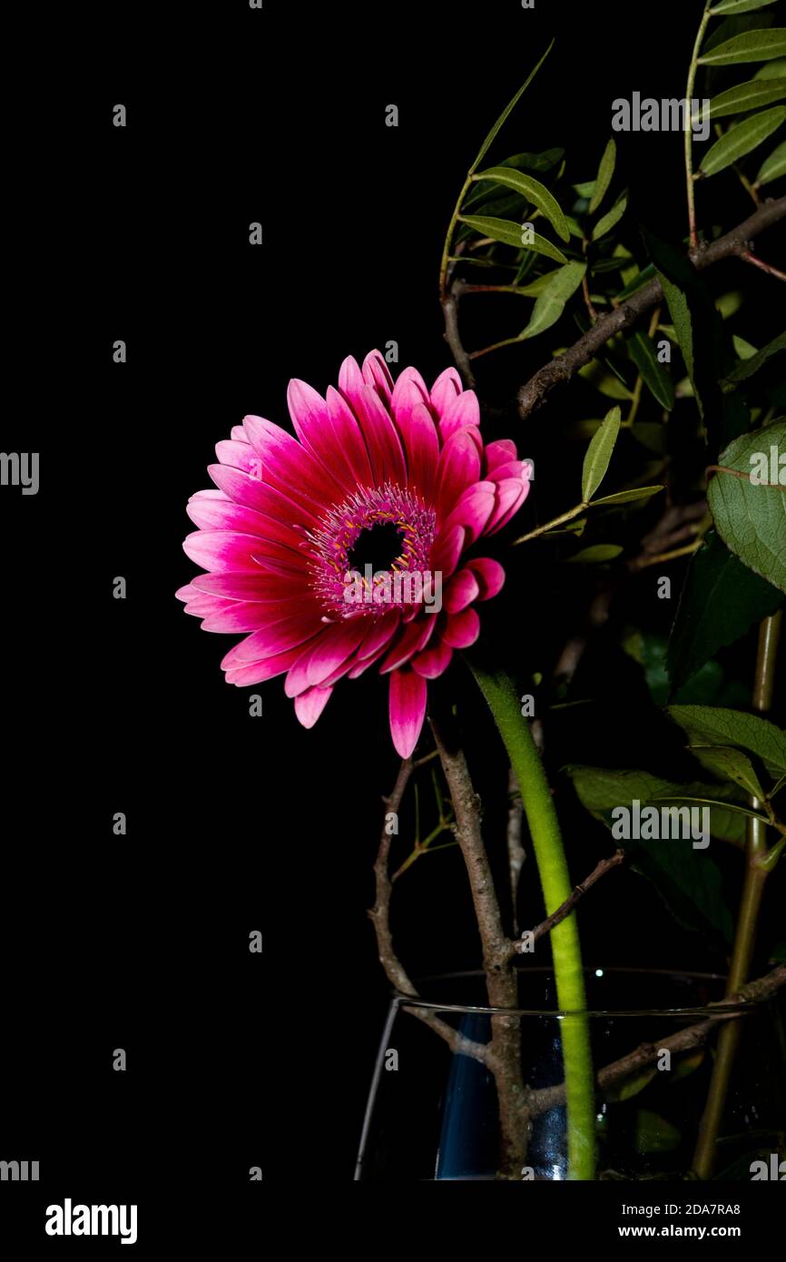 Flower with stalks with black background Stock Photo - Alamy