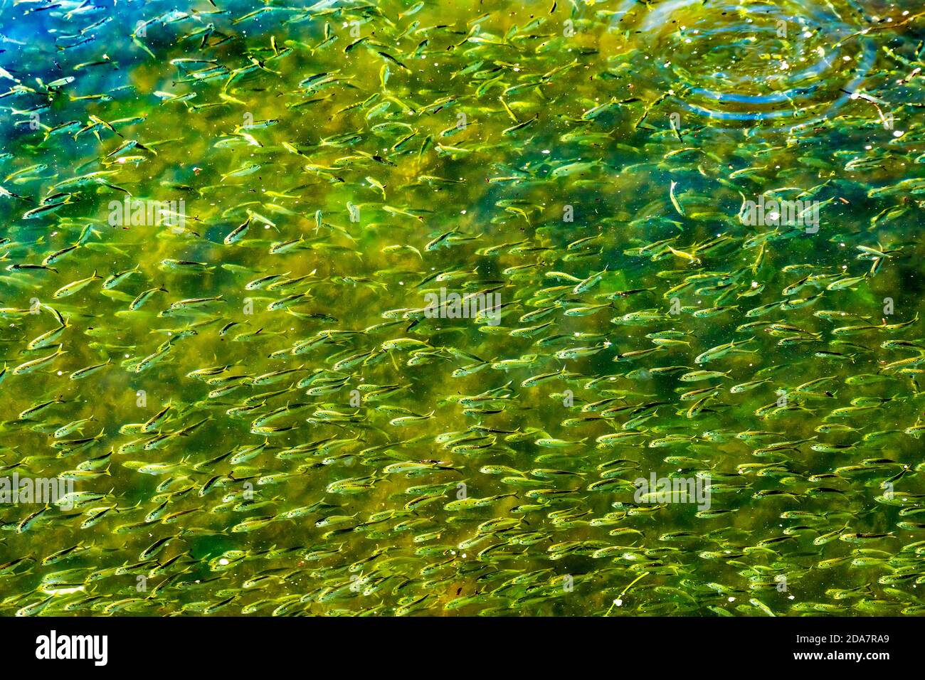 Menhaden school of fish hi-res stock photography and images - Alamy
