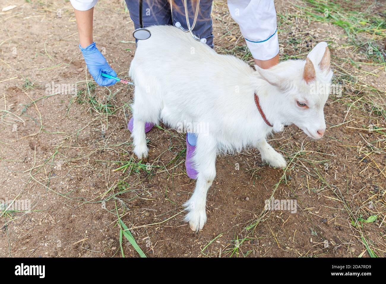 Young veterinarian woman with syringe holding and injecting goat kid on ...