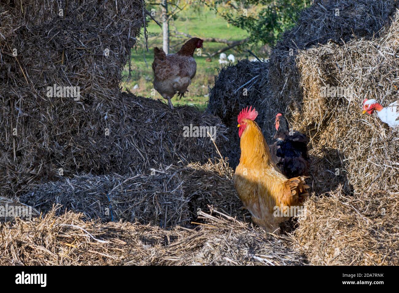 The rooster and the hens enjoy the straw in the wild. Rooster and his ...