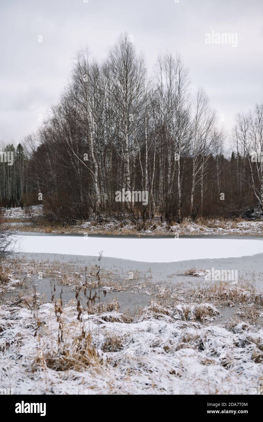 Trees near the river in late autumn with dry grass and the first snow ...