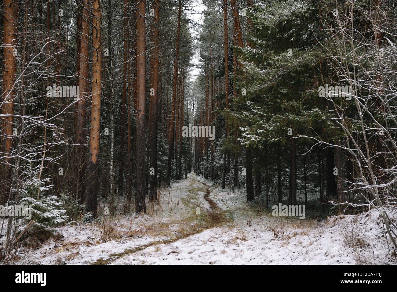 Pathway among trees hi-res stock photography and images - Alamy
