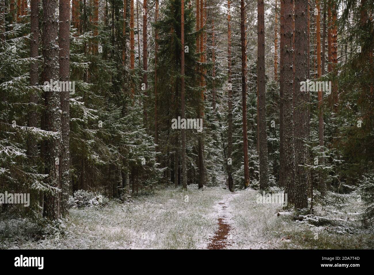 Pathway among trees hi-res stock photography and images - Alamy