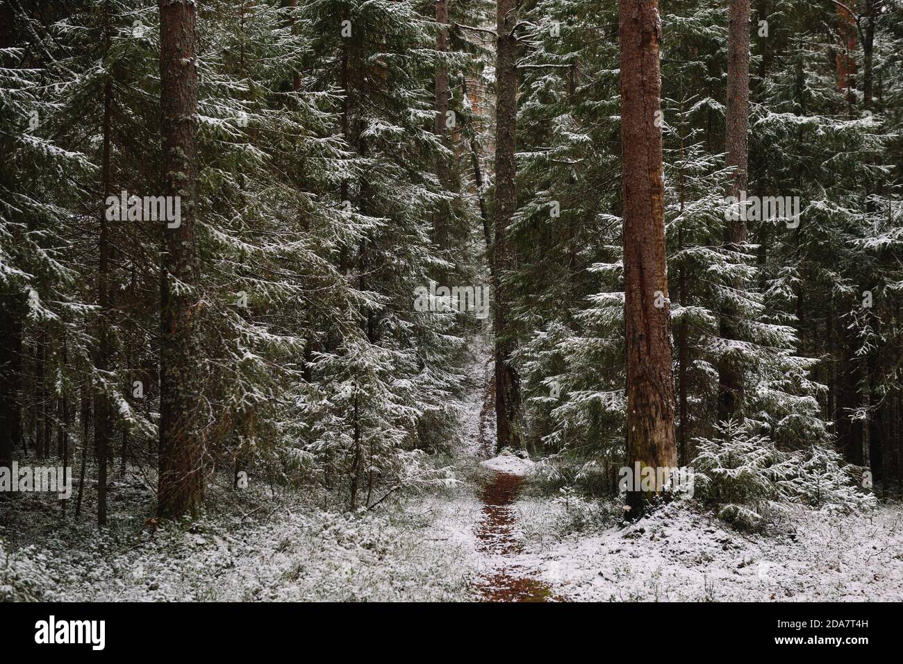 Late autumn in the forest. A path among tall trees Stock Photo - Alamy