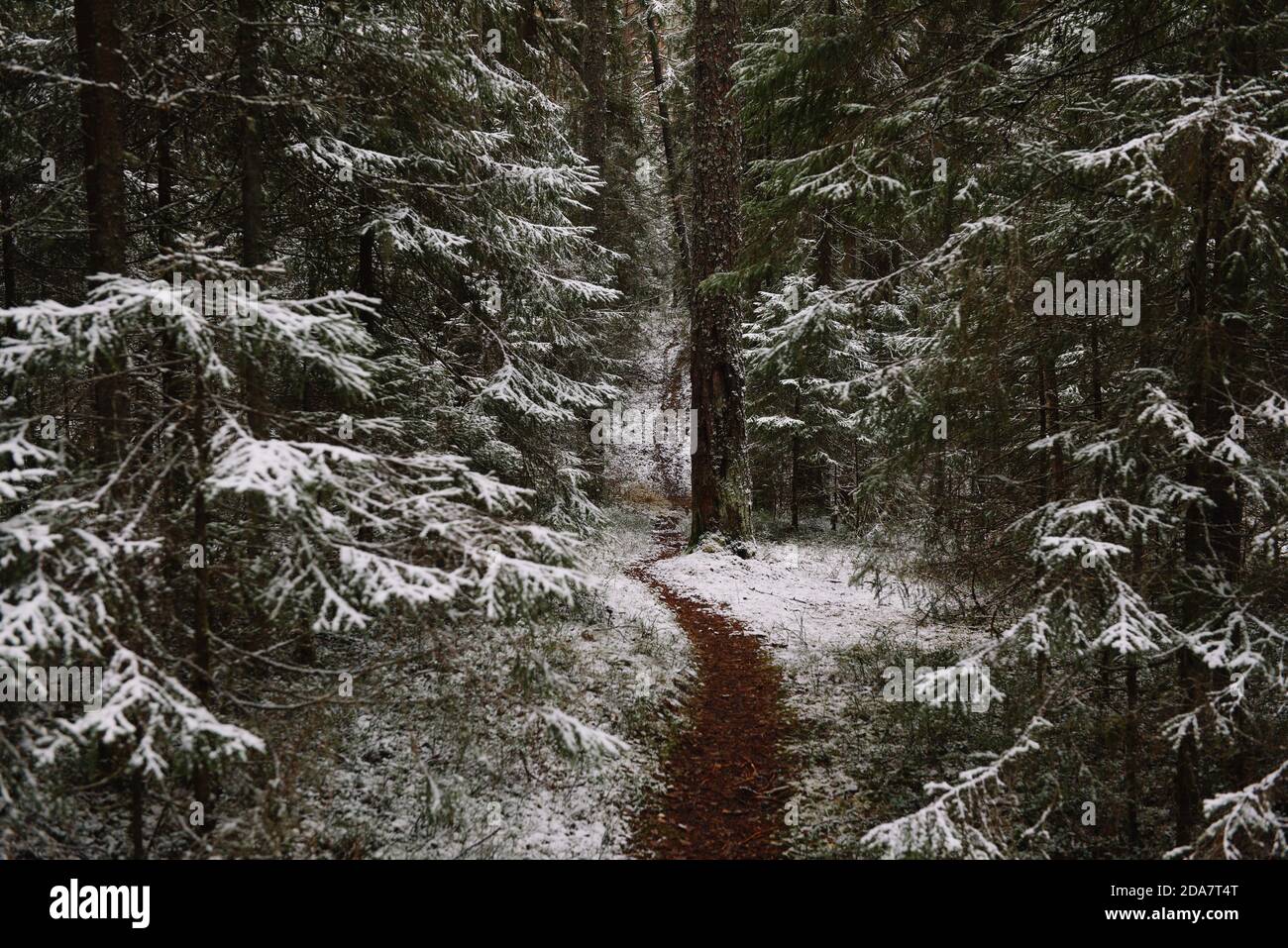 Late autumn in the forest. A path among tall trees Stock Photo - Alamy