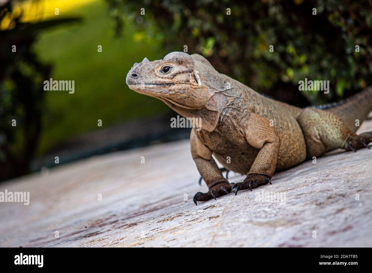 Iguana dominican republic fauna hi-res stock photography and images - Alamy