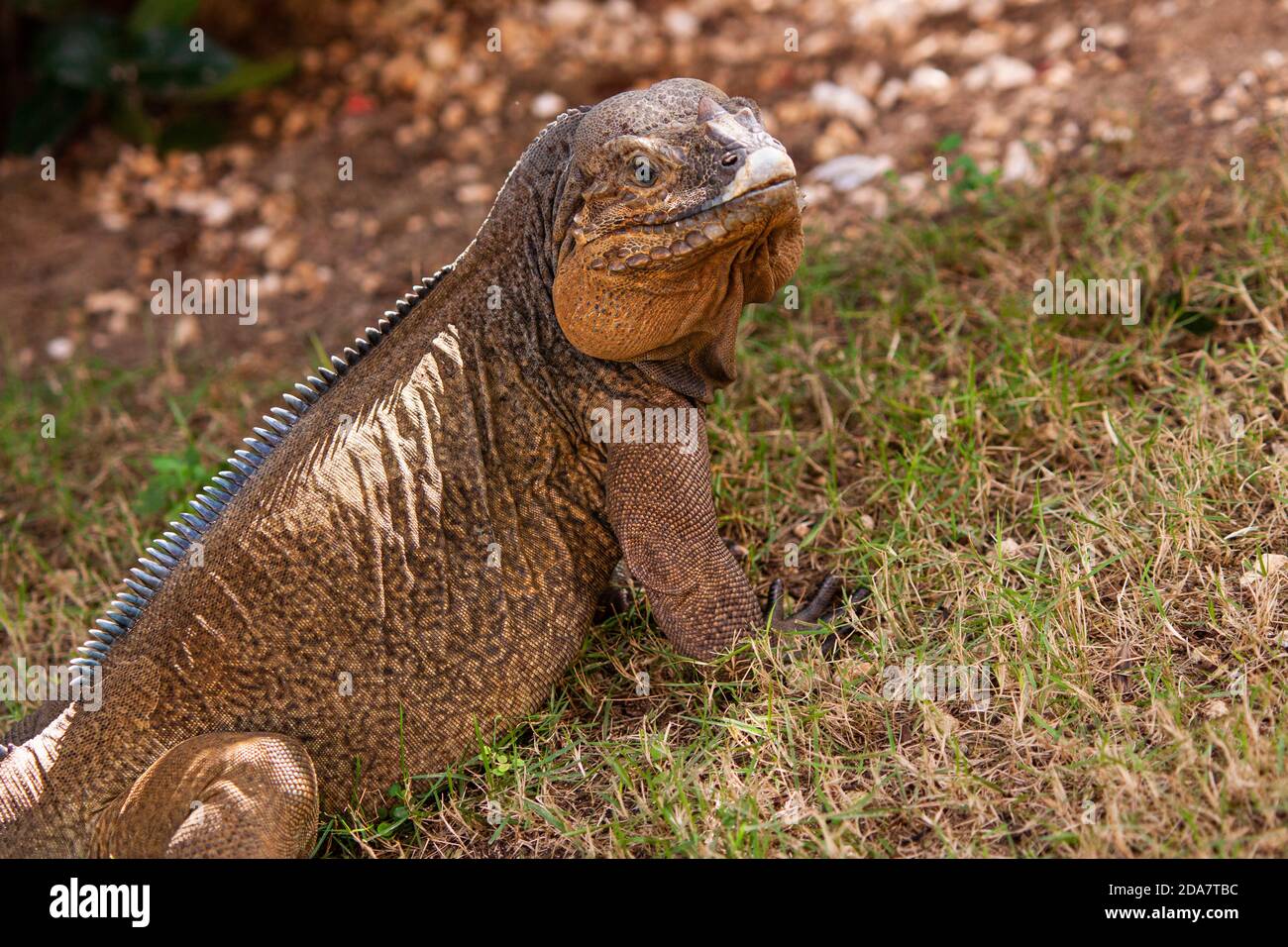 Iguana dominican republic fauna hi-res stock photography and images - Alamy