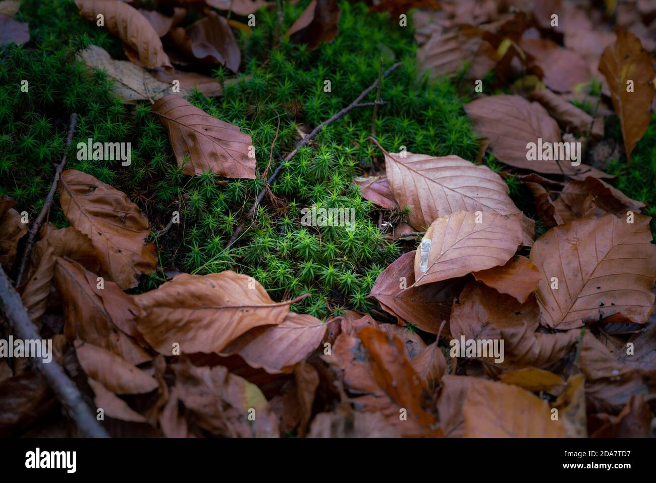 A closeup picture of green moss in a European Beech forest in autumn ...
