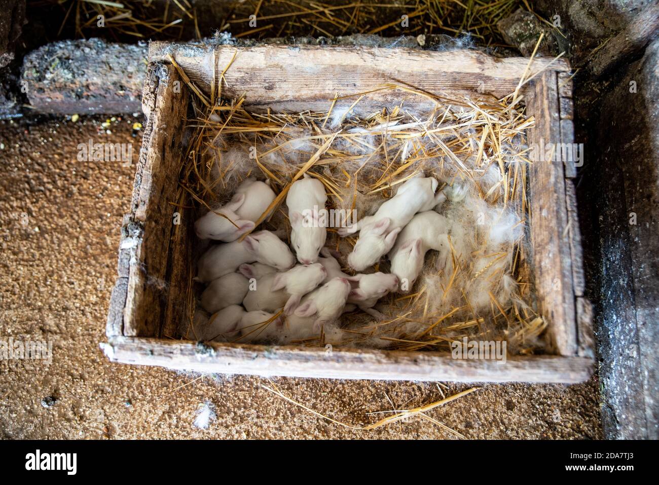 newborn bunnies in the nest Stock Photo - Alamy