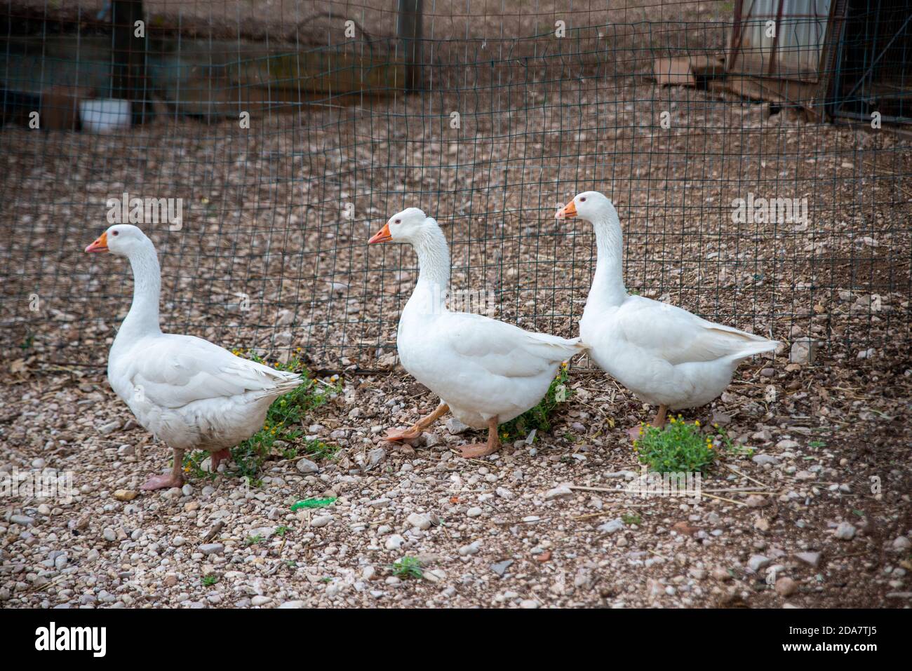 WHITE GROUND GEESE IN THE COURTYARD Stock Photo - Alamy
