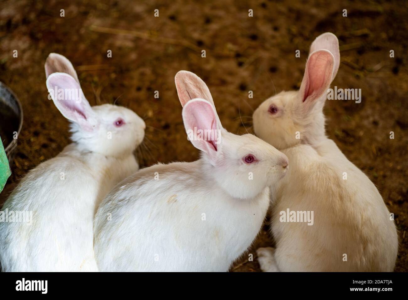 White Rabbits With Red Eyes