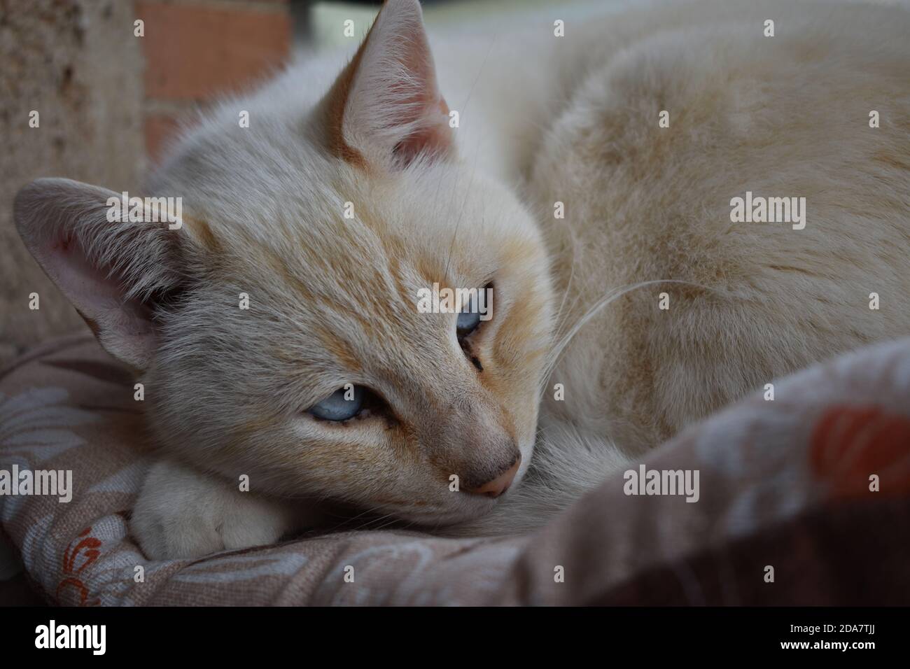 my cats kitty, emma, jerry Stock Photo - Alamy