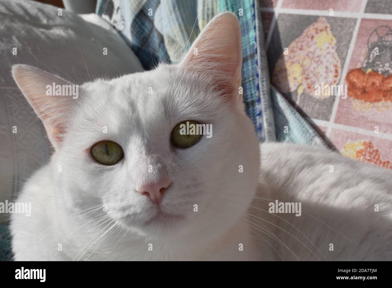 my cats kitty, emma, jerry Stock Photo - Alamy