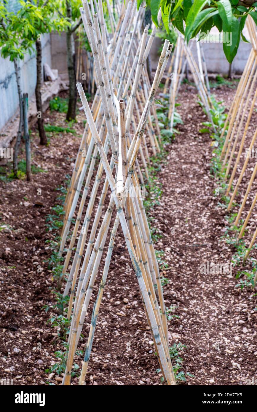 Tomatoes garden cane hi-res stock photography and images - Alamy